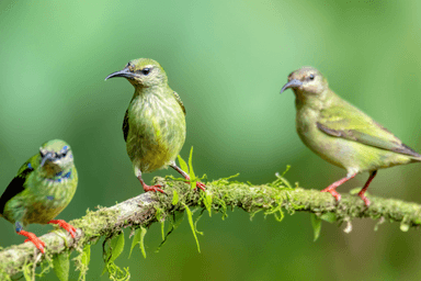 Tour en bote Caño Negro | Arenal Volcano Park — Arenal Volcano Park